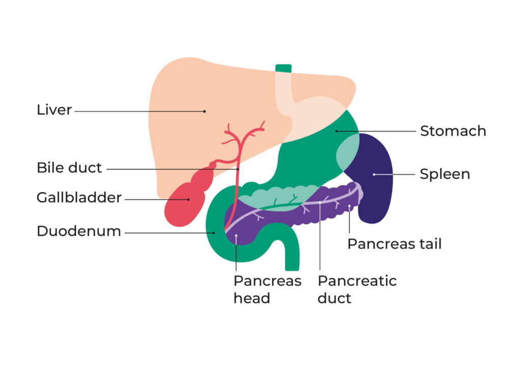 What is the pancreas? - Pancreatic Cancer UK