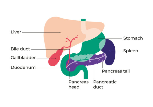 What is the pancreas? - Pancreatic Cancer UK